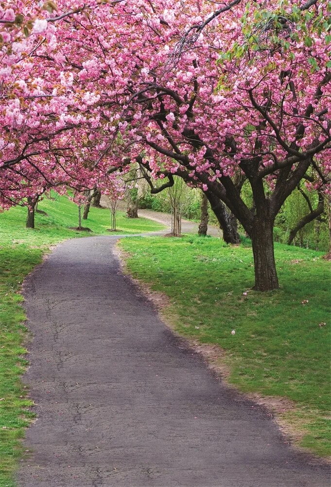 Spring Jungle Forest Trees Backdrop Pink Cherry Blossoms Green ...