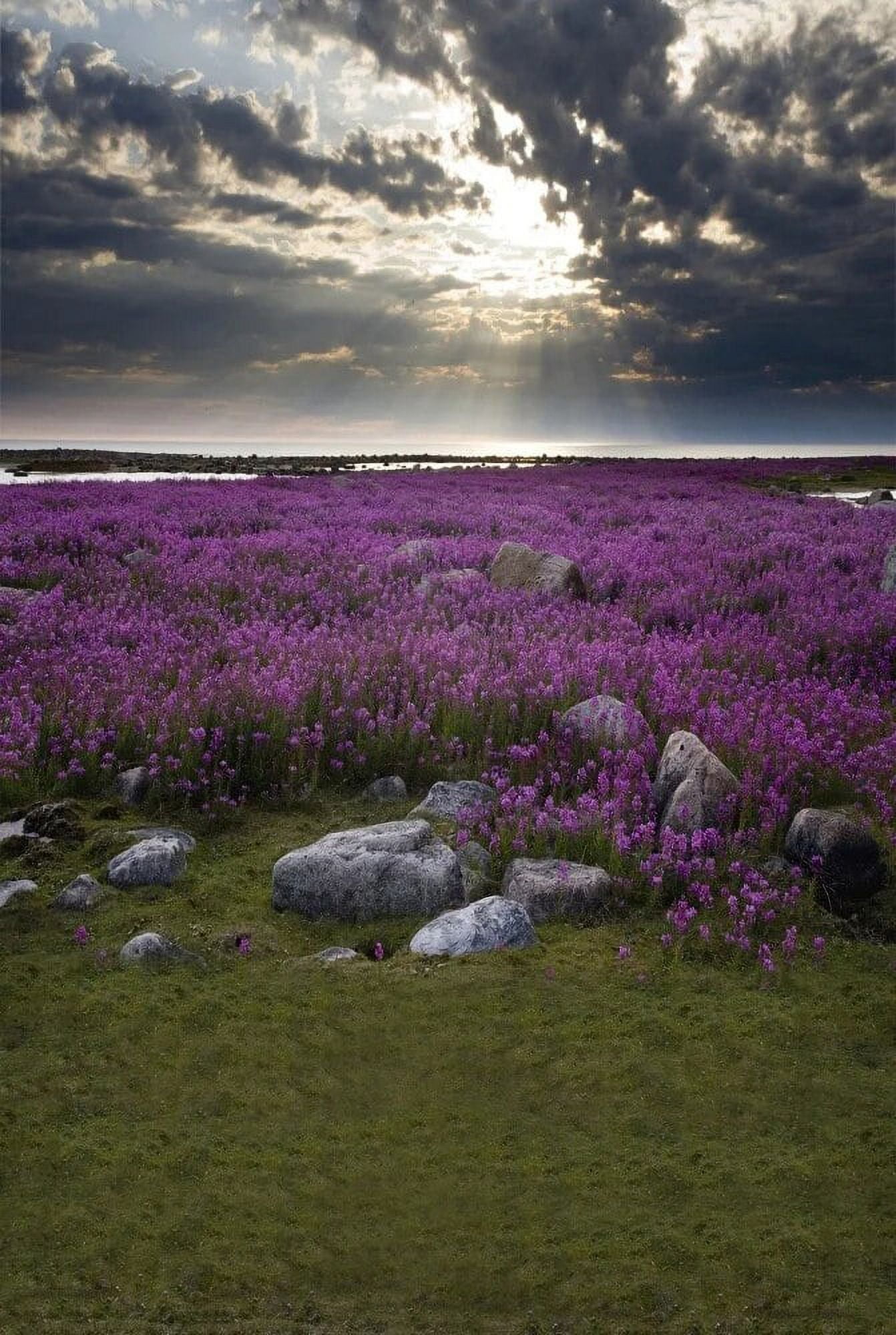 Spring Jungle Forest Trees Backdrop Pink Cherry Blossoms Green ...