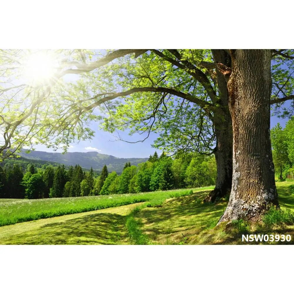 Spring Natural Landscape Backgrounds For Photography Forest Trees ...