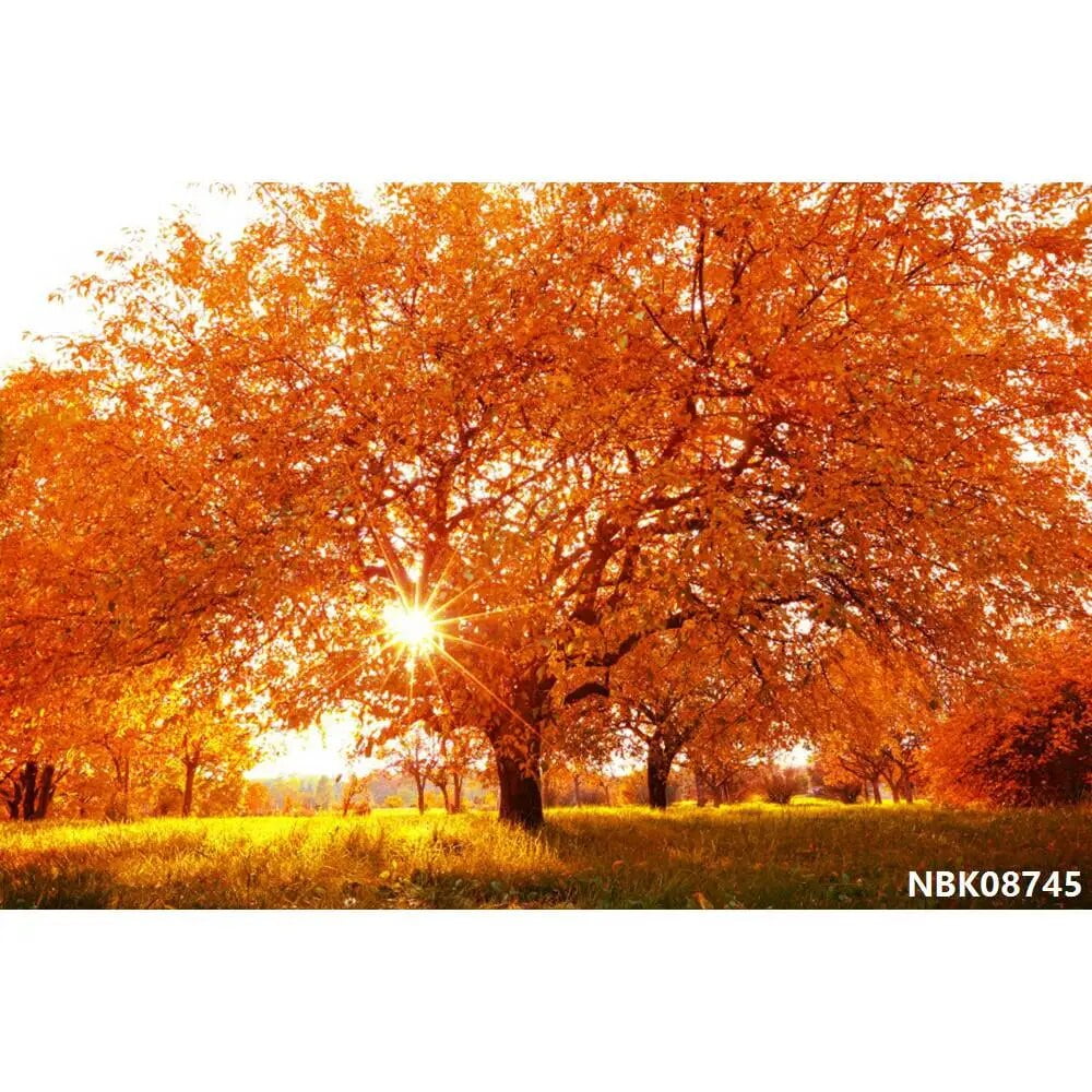 Spring Natural Landscape Backgrounds For Photography Forest Trees ...