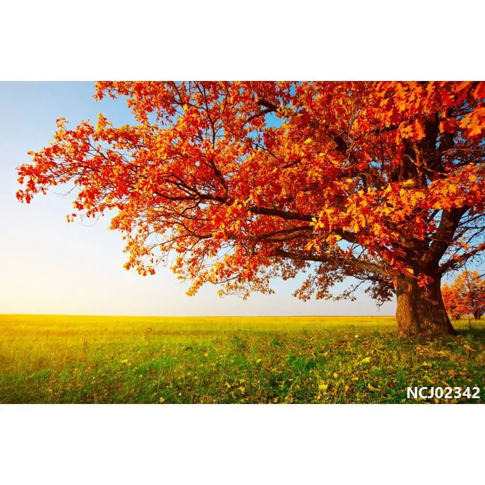 Spring Natural Landscape Backgrounds For Photography Forest Trees ...