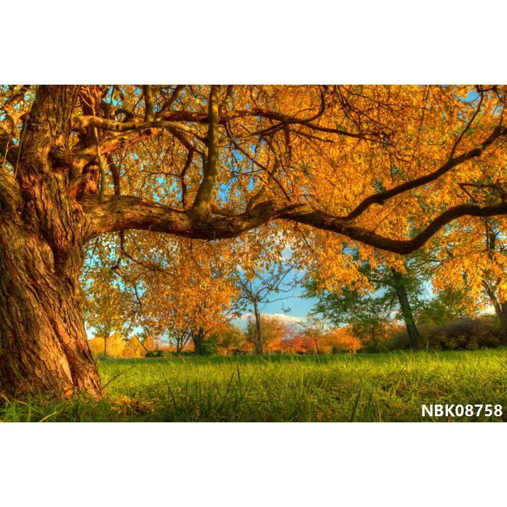 Spring Natural Landscape Backgrounds For Photography Forest Trees ...