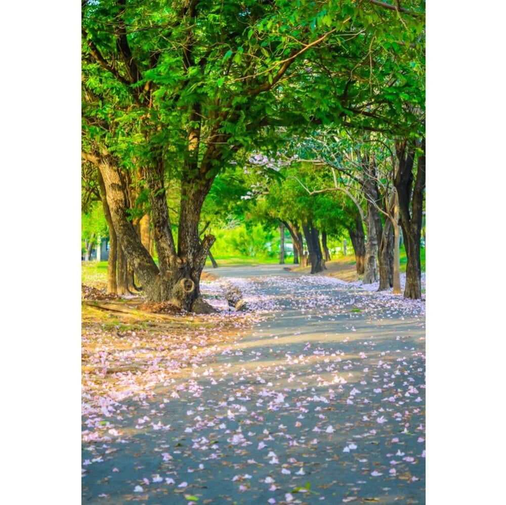 Spring Old Tree Blossom Flowers Petal Way Park Scenic View Photographic ...