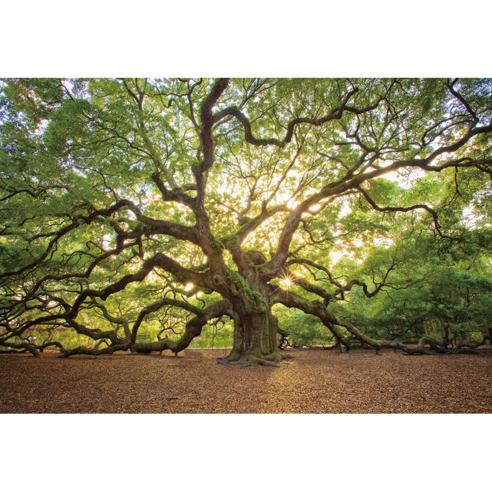 Spring Park Meadow Old Tree Background Outdoor Red Maple Leaf Nature ...