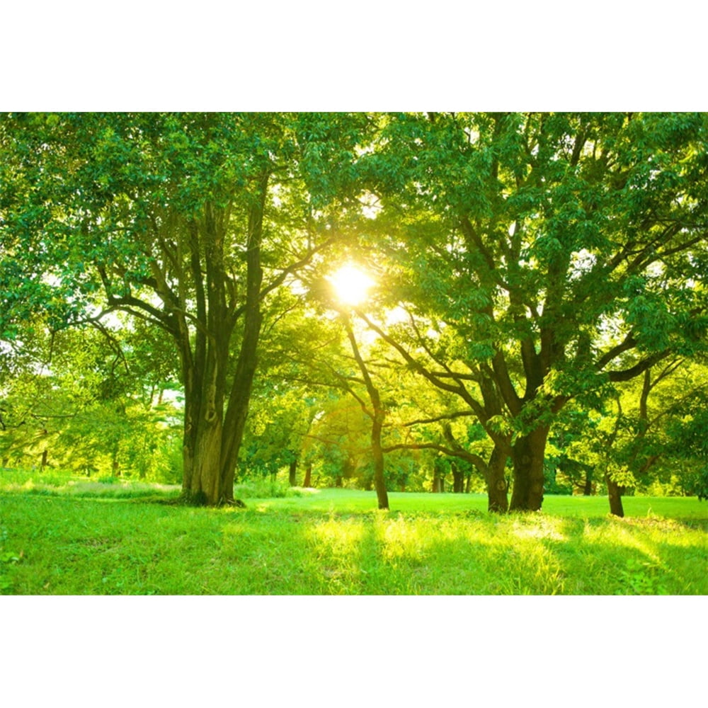 Spring Photo Backdrop Meadow Garden Grassland Park Flower Trees ...