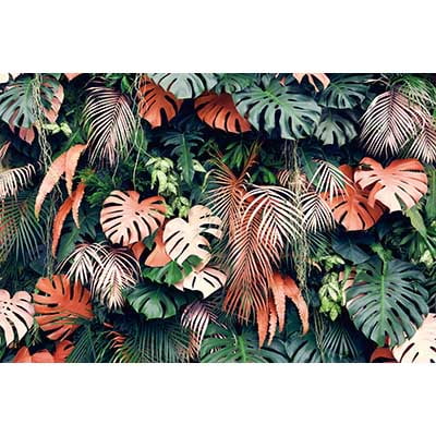 Spring Photography Backdrop Tropical Greery Leaves Grass Photo ...