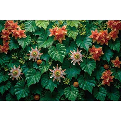 Spring Photography Backdrop Tropical Greery Leaves Grass Photo ...