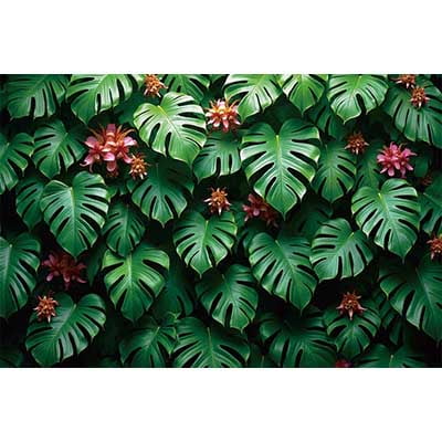 Spring Photography Backdrop Tropical Greery Leaves Grass Photo ...