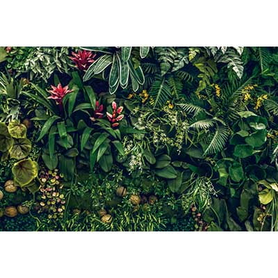 Spring Photography Backdrop Tropical Greery Leaves Grass Photo ...