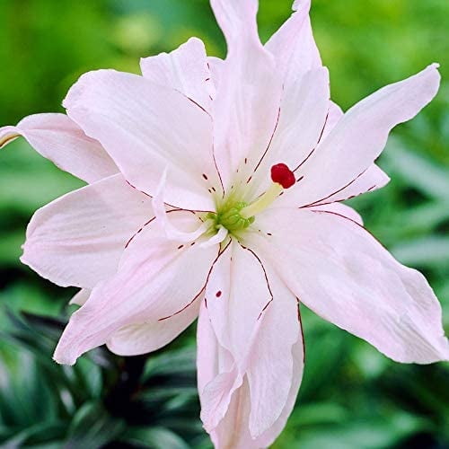 Spring Pink Double Asiatic Lily Flower Bulbs - 3 Lilies Bulbs per Pack - Attracts Butterflies ...