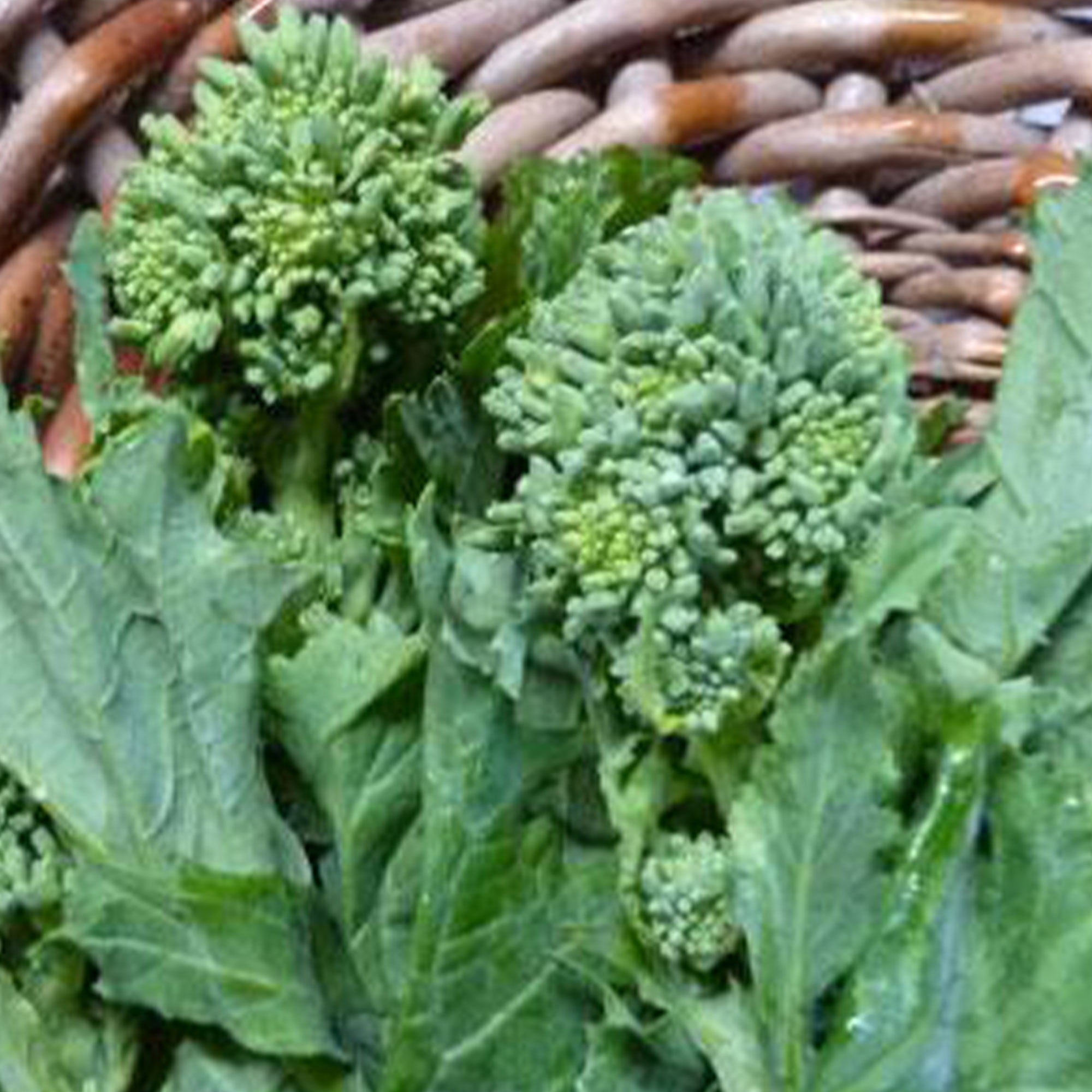 Spring Raab Rapini Broccoli - 1/4 LB ~36,000 Seeds - Heirloom, Open ...
