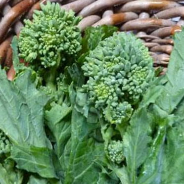 Broccoli Raab Seeds - Spring Rapini - 5 Lbs Bulk - Organic, Non-GMO ...