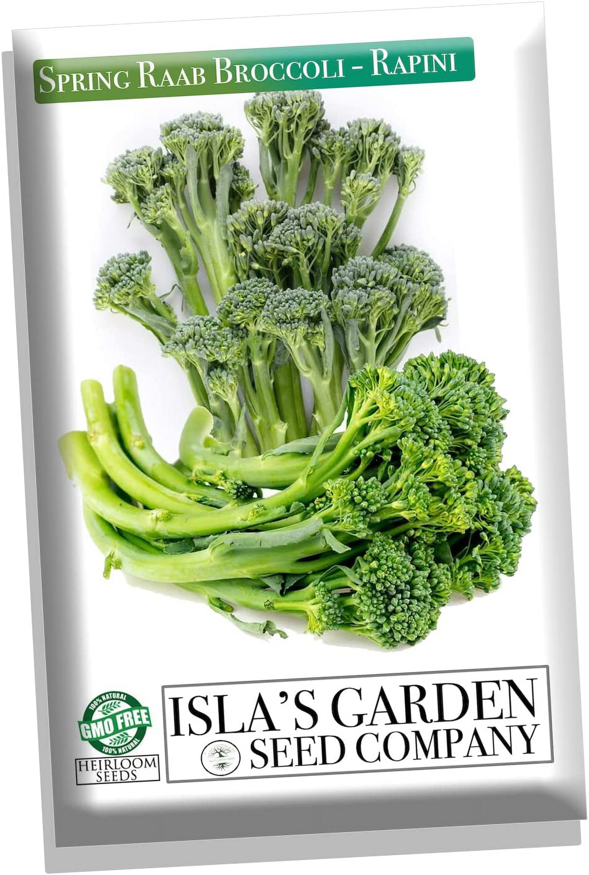 Spring Raab Rapini Broccoli Seeds, 300 Seeds Per Packet, Non Gmo Seeds ...