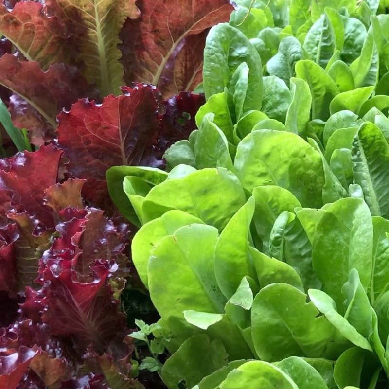 Spring Salad Mix TWE5 25000 Seeds for 'Cut and Come Again' Planting, 12 ...