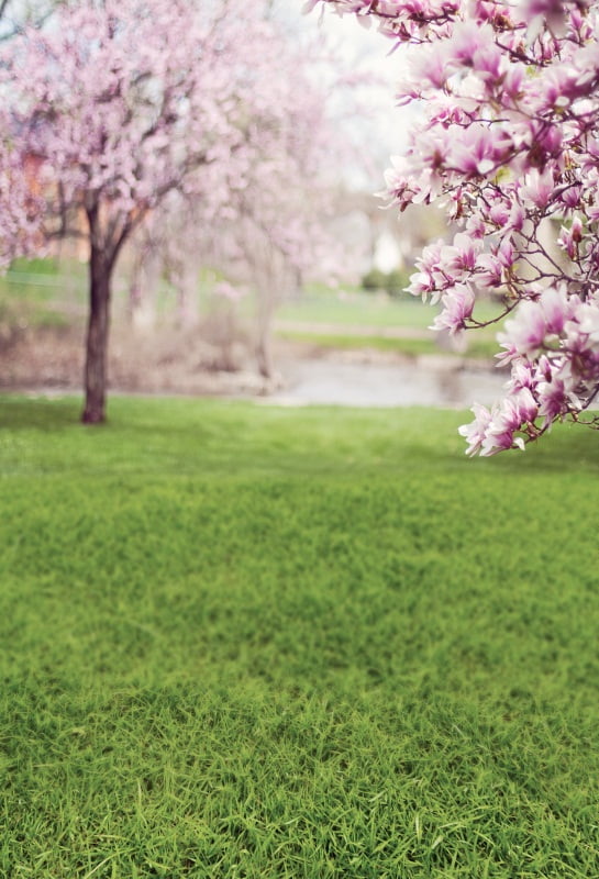 Spring Scenery Backdrop Forest Path Sunshine Flower Natural Scenery ...