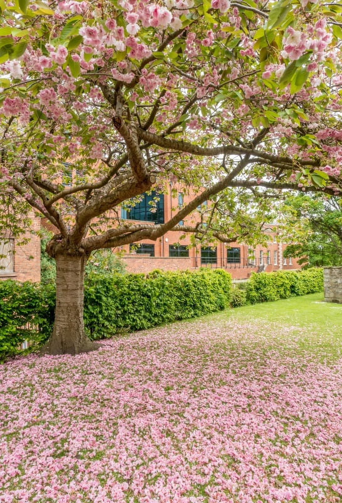 Spring Scenery Backdrop Forest Path Sunshine Flower Natural Scenery ...