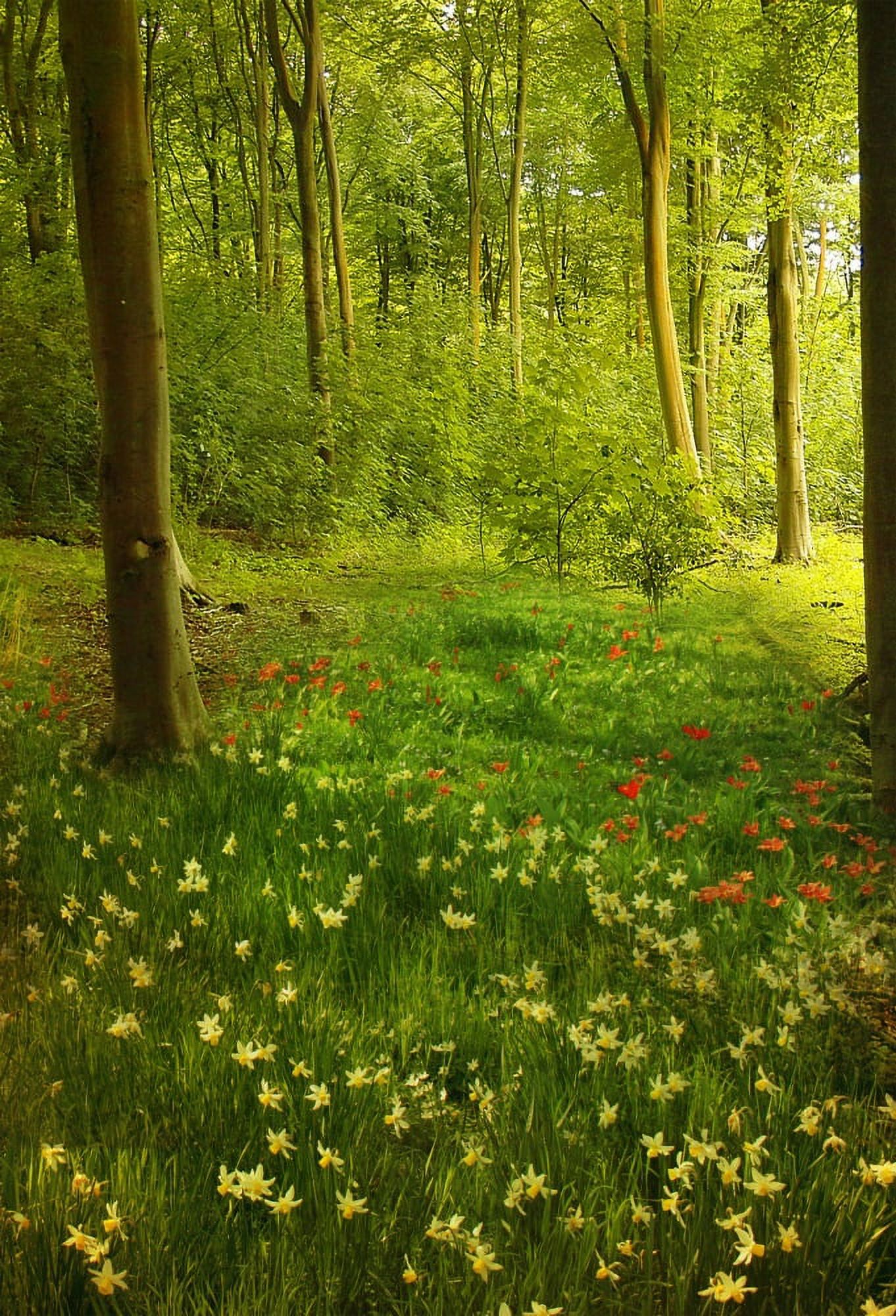 Spring Scenery Backdrop Forest Path Sunshine Flower Natural Scenery ...