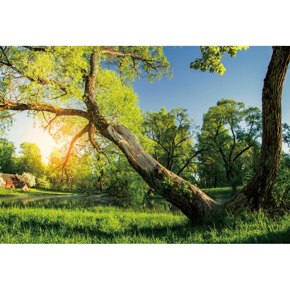 Spring Scenery Backdrop Forest Sunshine Flower Photography Background ...