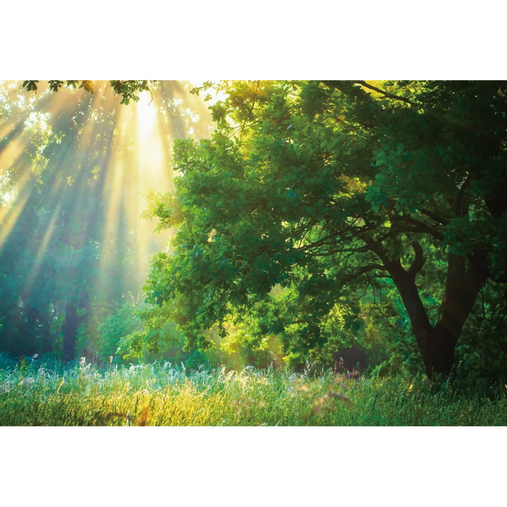 Spring Scenery Backdrop Forest Sunshine Flower Photography Background ...