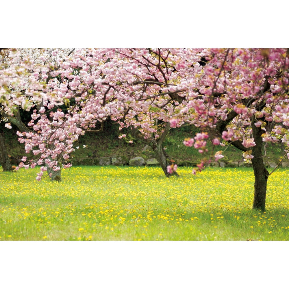 Spring Scenery Backdrop Forest Sunshine Flower Photography Background ...