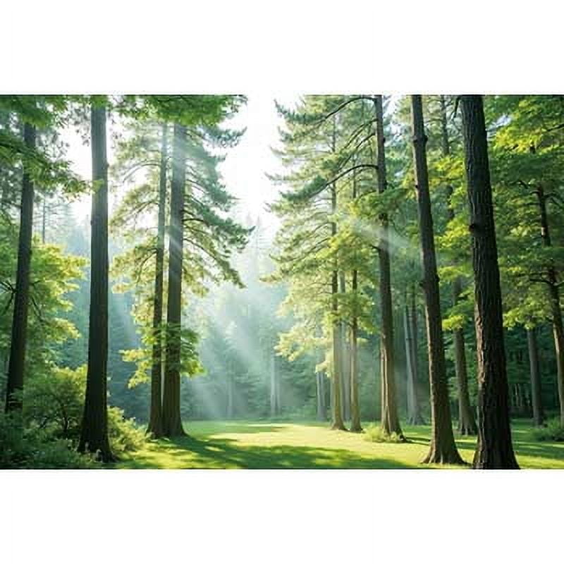 Spring Scery Gre Trees Background Nature Forest Grass Flower Field ...