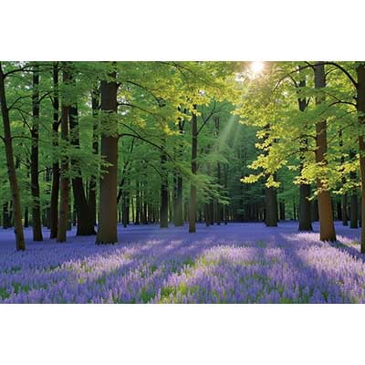 Spring Scery Gre Trees Background Nature Forest Grass Flower Field ...