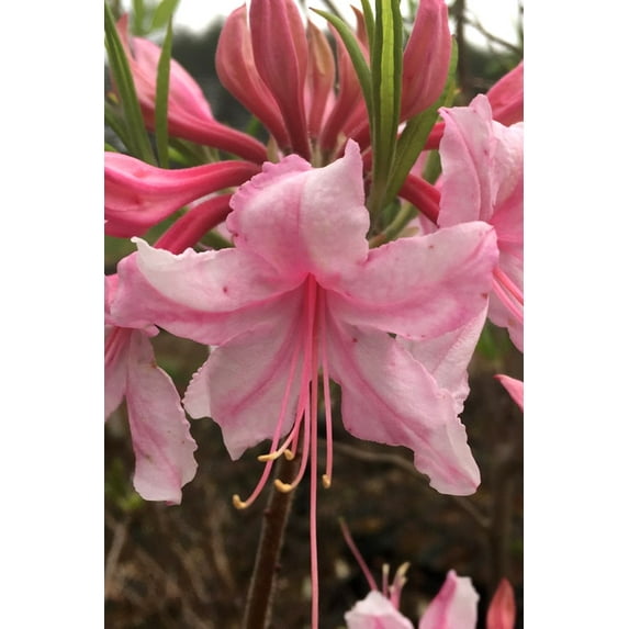 Spring Sensation Deciduous Aromi Azalea - Live Plant ( 2.5 QT ...