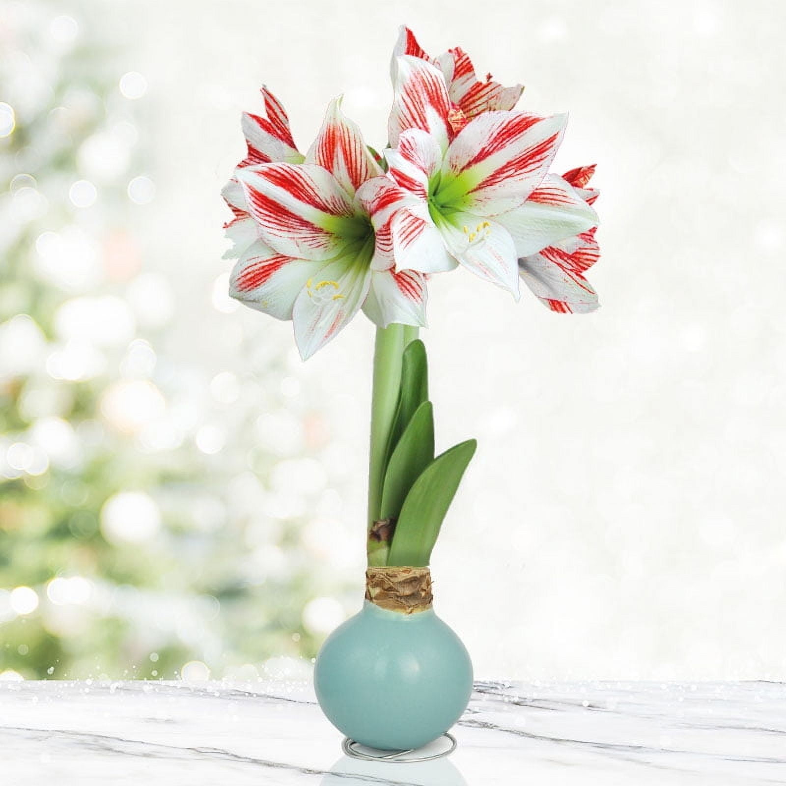 Spring Sunset Waxed Amaryllis Flower Bulb with Stand, Grow Real ...