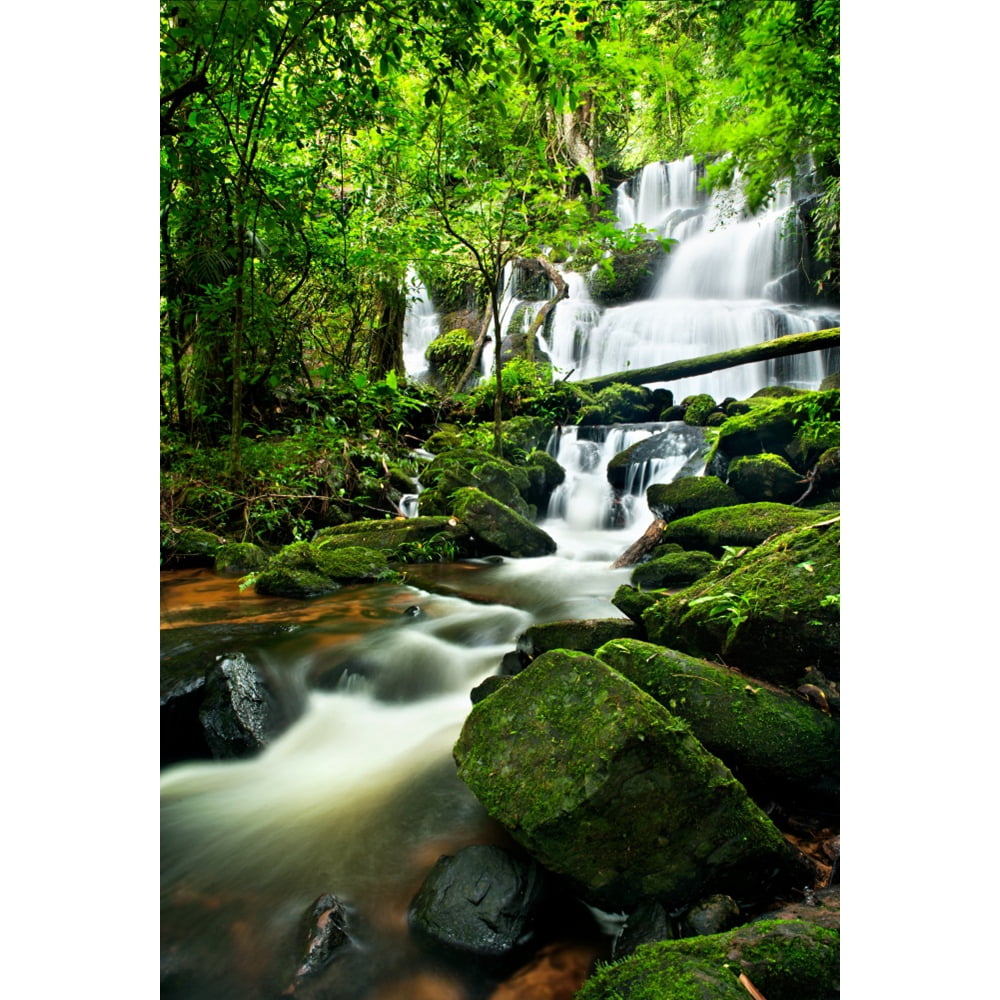 Spring Tropical Forest Scene Backdrop Rainforest Nature Landscape ...