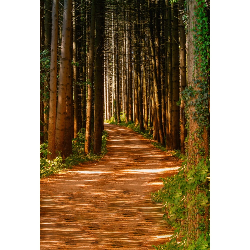 Spring Tropical Forest Scene Backdrop Rainforest Nature Landscape ...