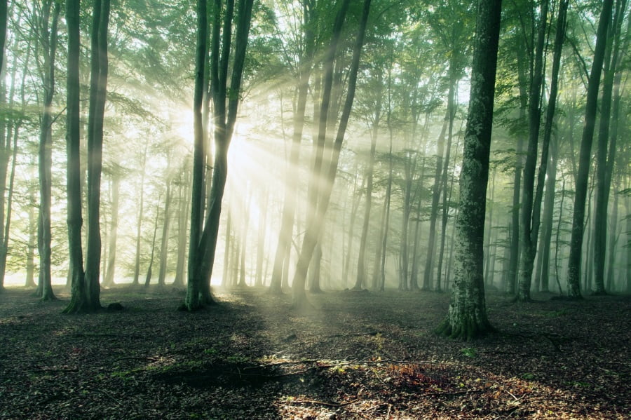 Spring Tropical Jungle Backdrop for Photography Forest Moss Sunshine ...