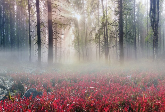 Spring Tropical Jungle Backdrop for Photography Forest Moss Sunshine ...