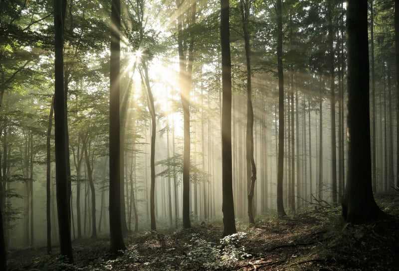 Spring Tropical Jungle Backdrop for Photography Forest Moss Sunshine ...