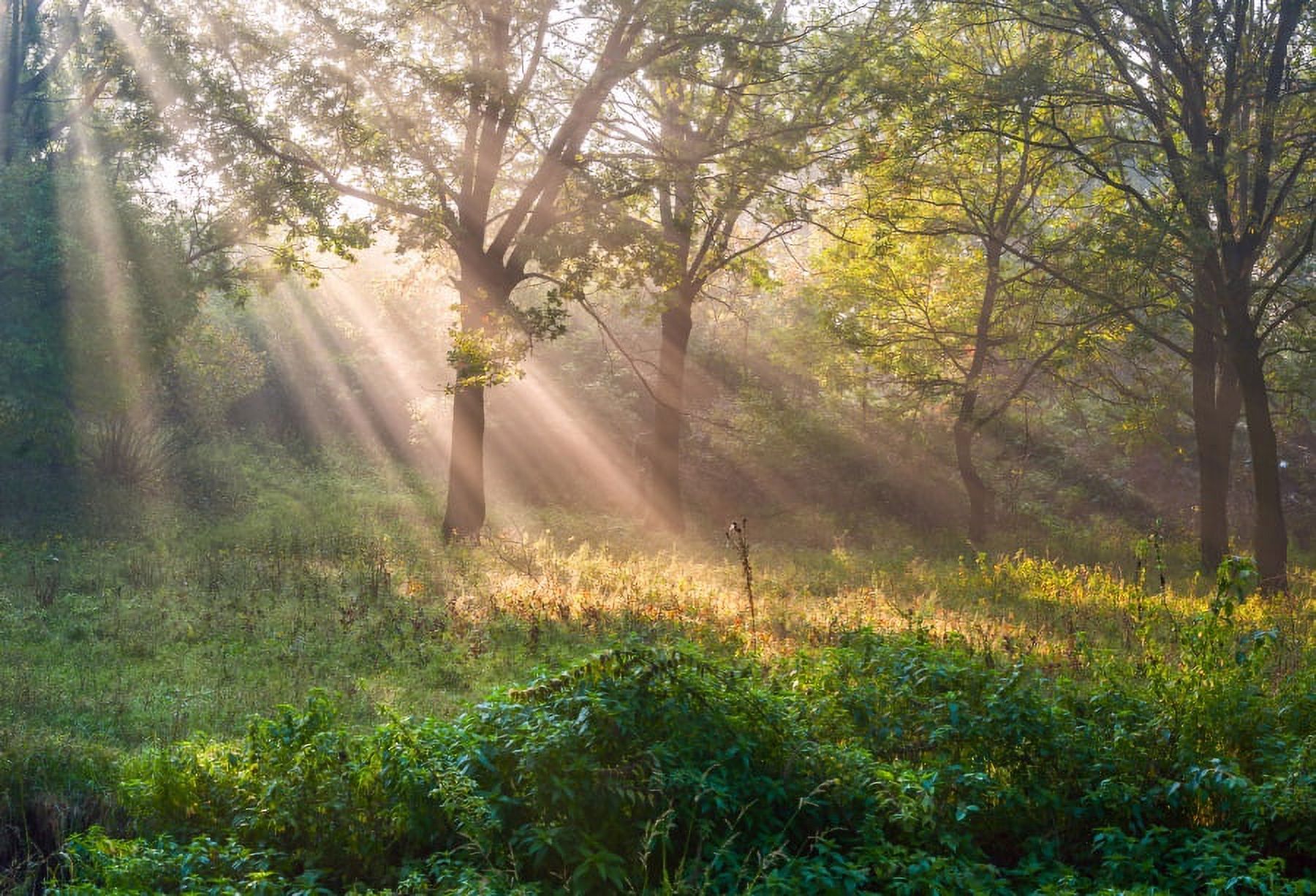 Spring Tropical Jungle Backdrop for Photography Forest Moss Sunshine ...