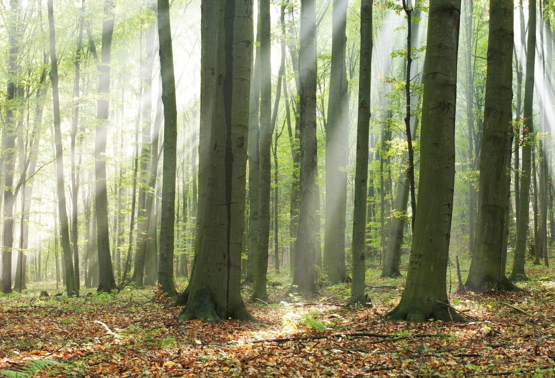 Spring Tropical Jungle Backdrop for Photography Forest Moss Sunshine ...