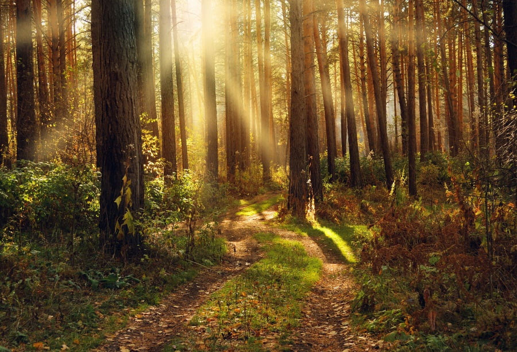Spring Tropical Jungle Backdrop for Photography Forest Moss Sunshine ...