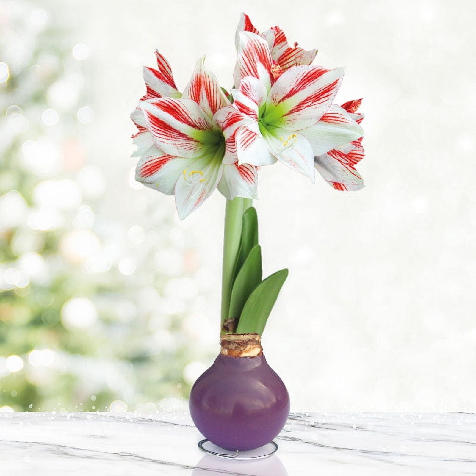 Spring is in the Air Waxed Amaryllis Flower Bulb with Stand, No Water ...