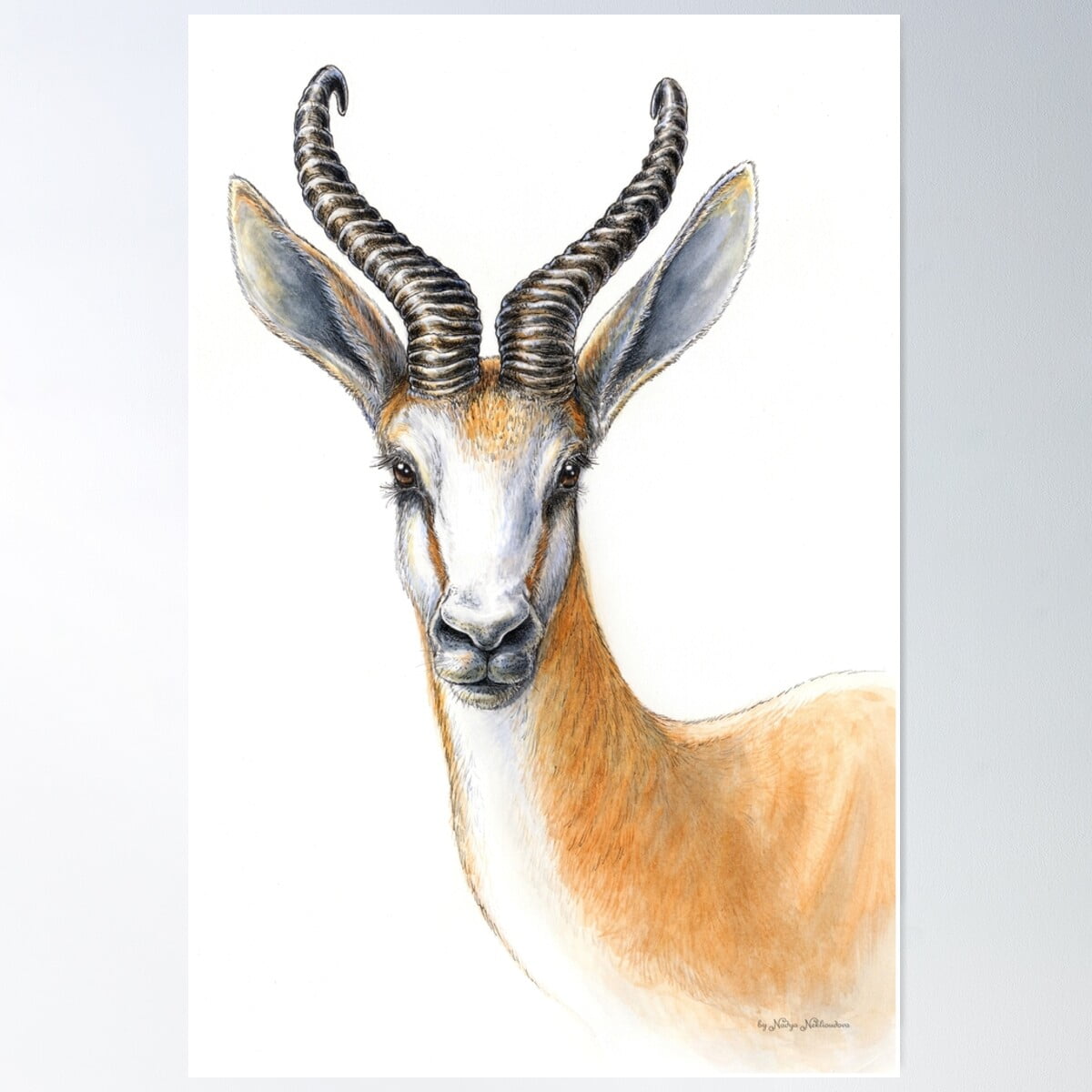 Springbok - African Antelope - By Nadya Neklioudova Poster Wall Art ...