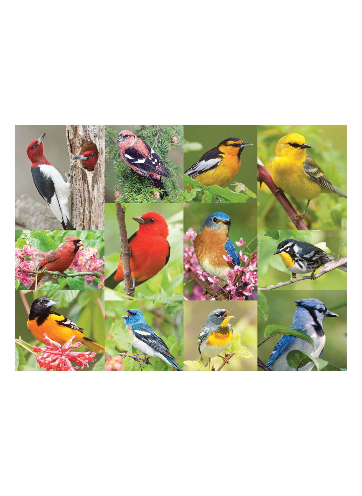 Springbok 500-Piece Artistic Jigsaw Puzzle - Birds of a Feather ...
