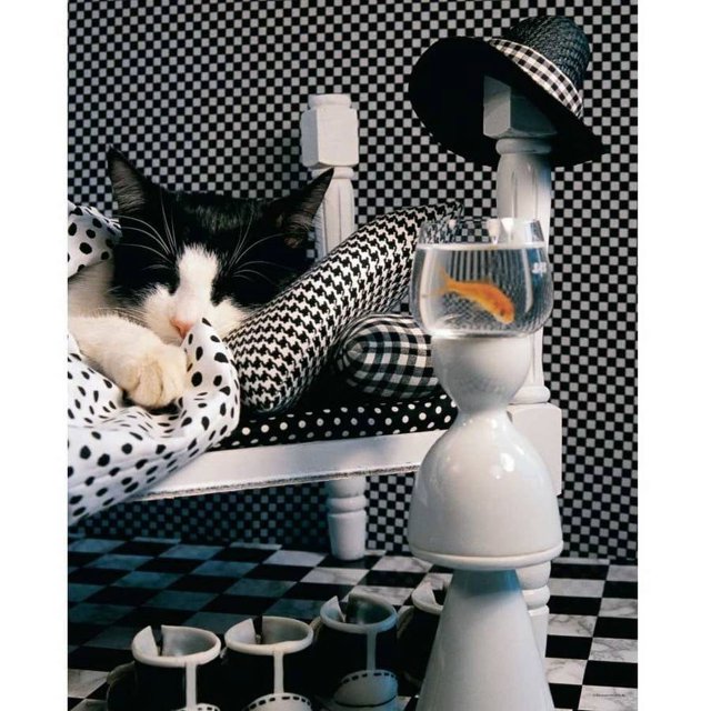 Springbok Checkerboard Cat 1,000-Piece Jigsaw Puzzle - Walmart.com