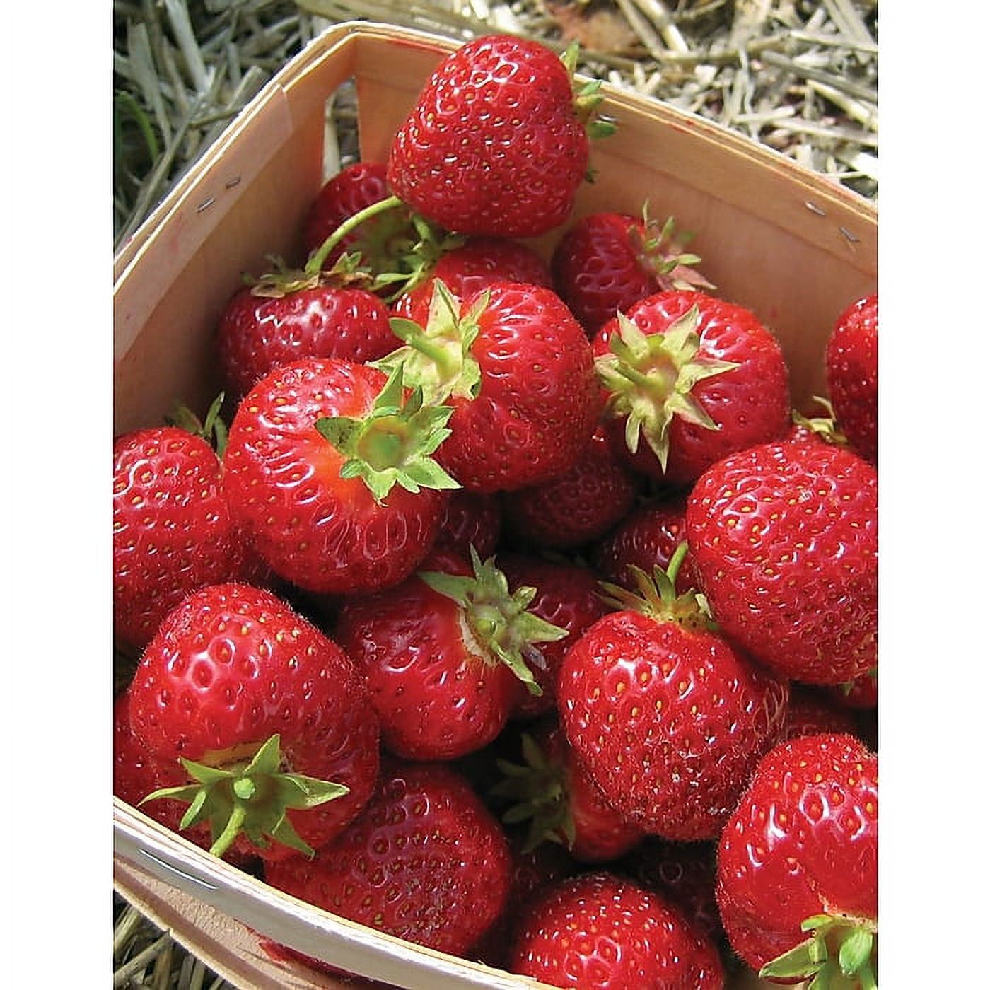 Springbok Puzzles - Basket of Berries - 500 Piece - Walmart.com