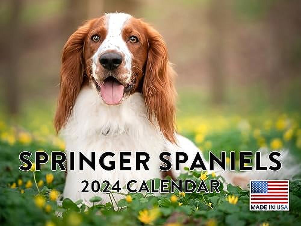 Springer Spaniel Calendar 2024 Wall - Walmart.com