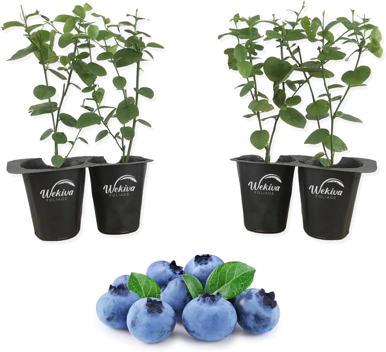 Springhigh Blueberry Plant - 4 Live Starter Plants - Vaccinium - Edible ...