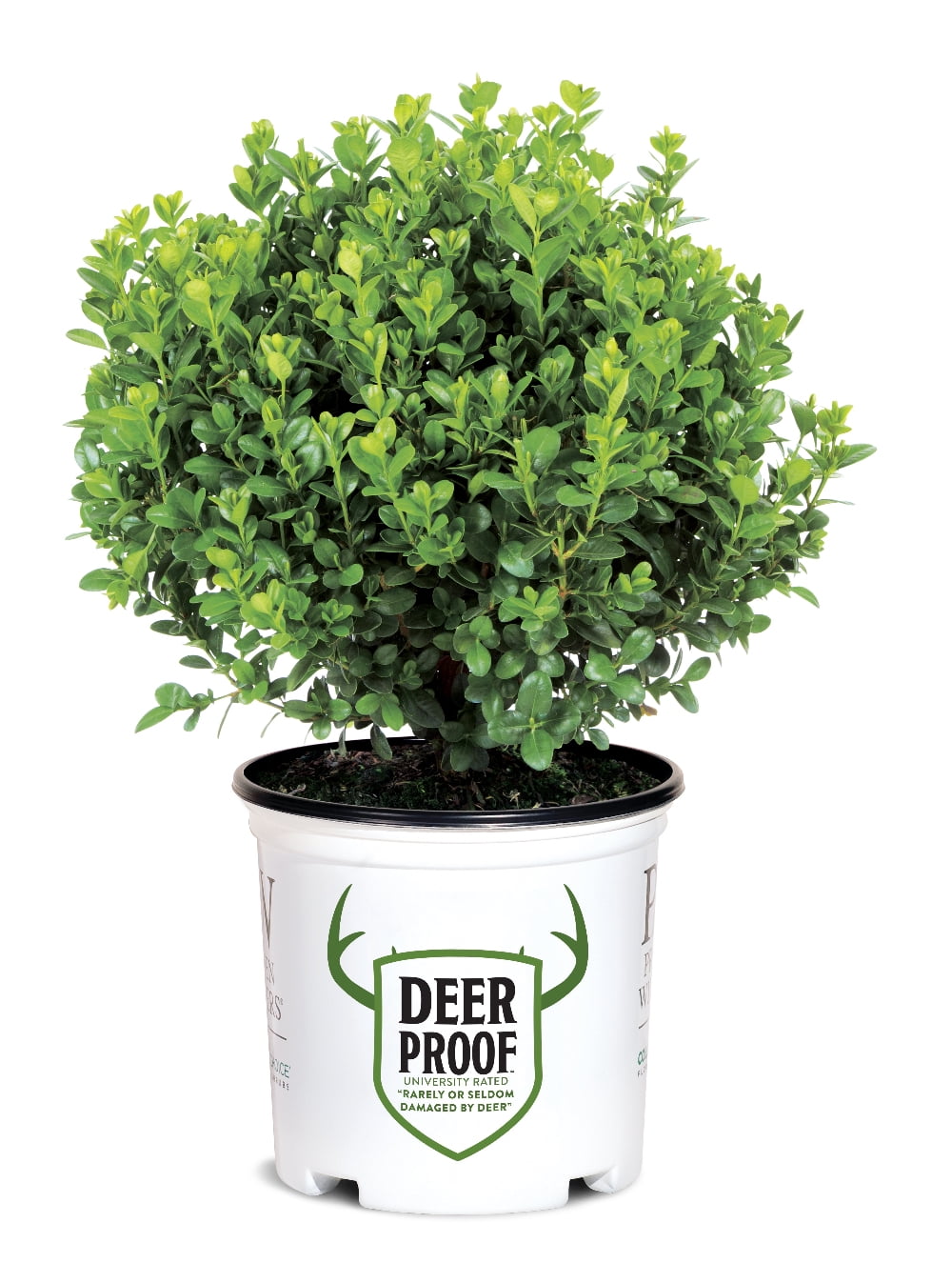 Sprinter® Boxwood - 3 Gallon Pot - Walmart.com