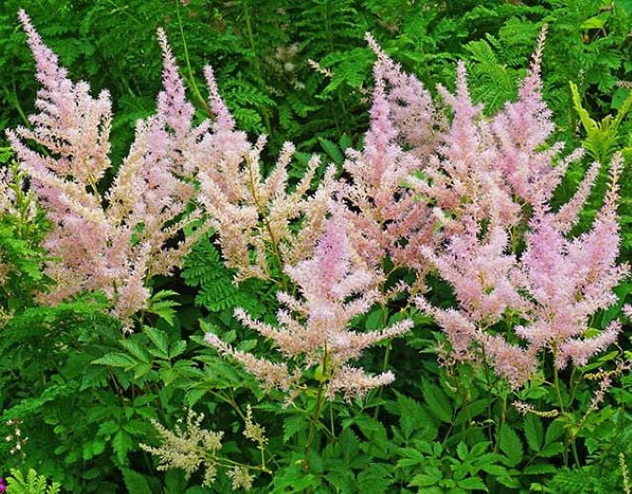 Sprite Pink Astilbe Dwarf Variety - Live Outdoor Plant (1 QT ...