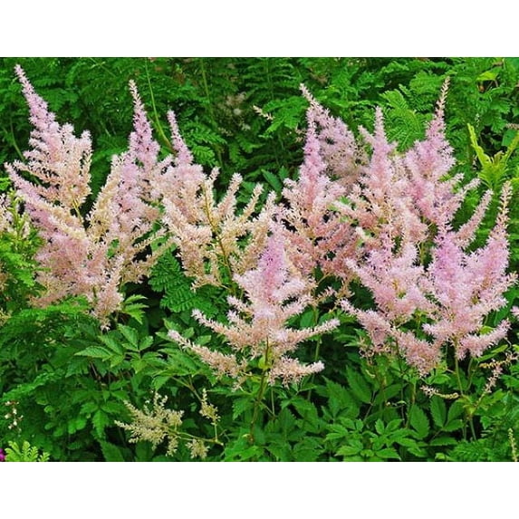 Sprite Pink Astilbe Dwarf Variety - Live Outdoor Plant (1 QT ...