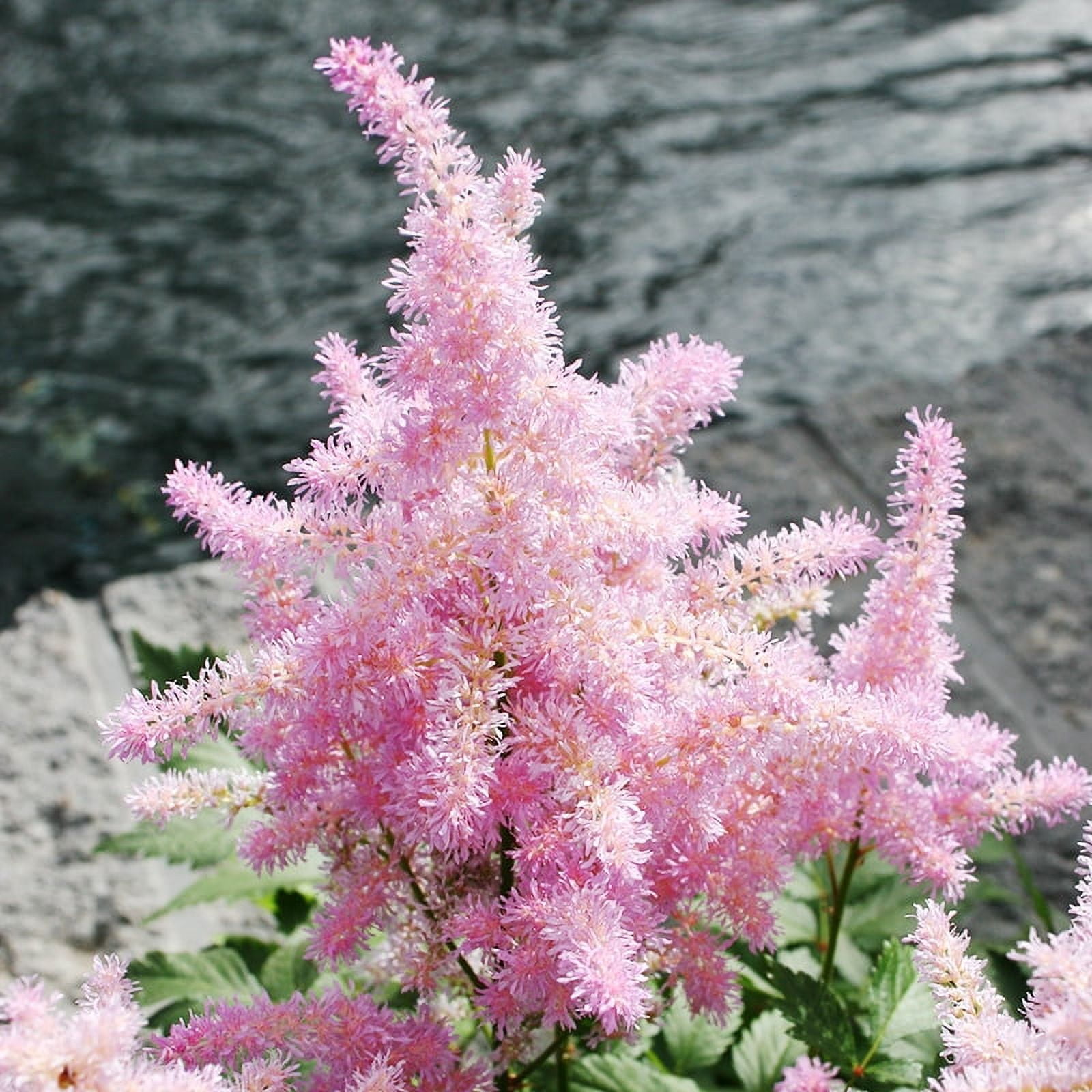 Sprite Pink Astilbe Flower Root - Attracts Butterflies and Hummingbirds ...