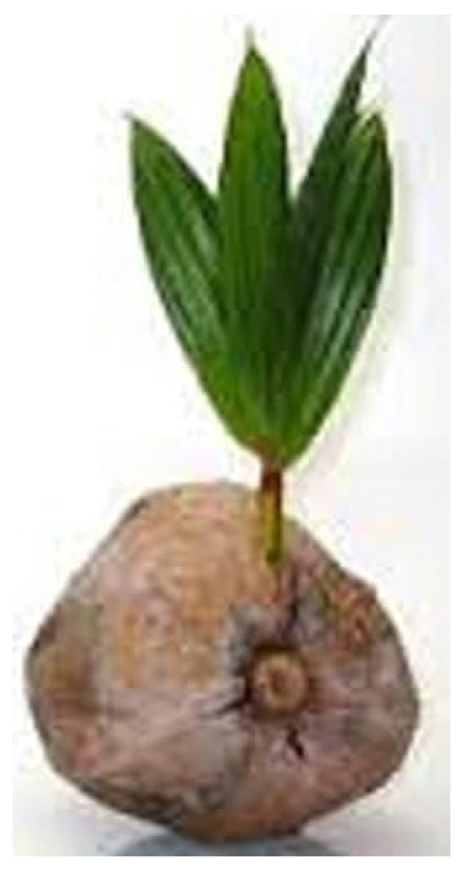Sprouted Coconut Palm Tree Plant - Walmart.com