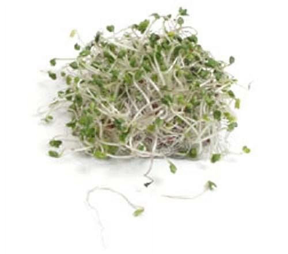 Seed Kingdom 20,000 Sprouting Broccoli Dicicco Vegetable Seeds ...
