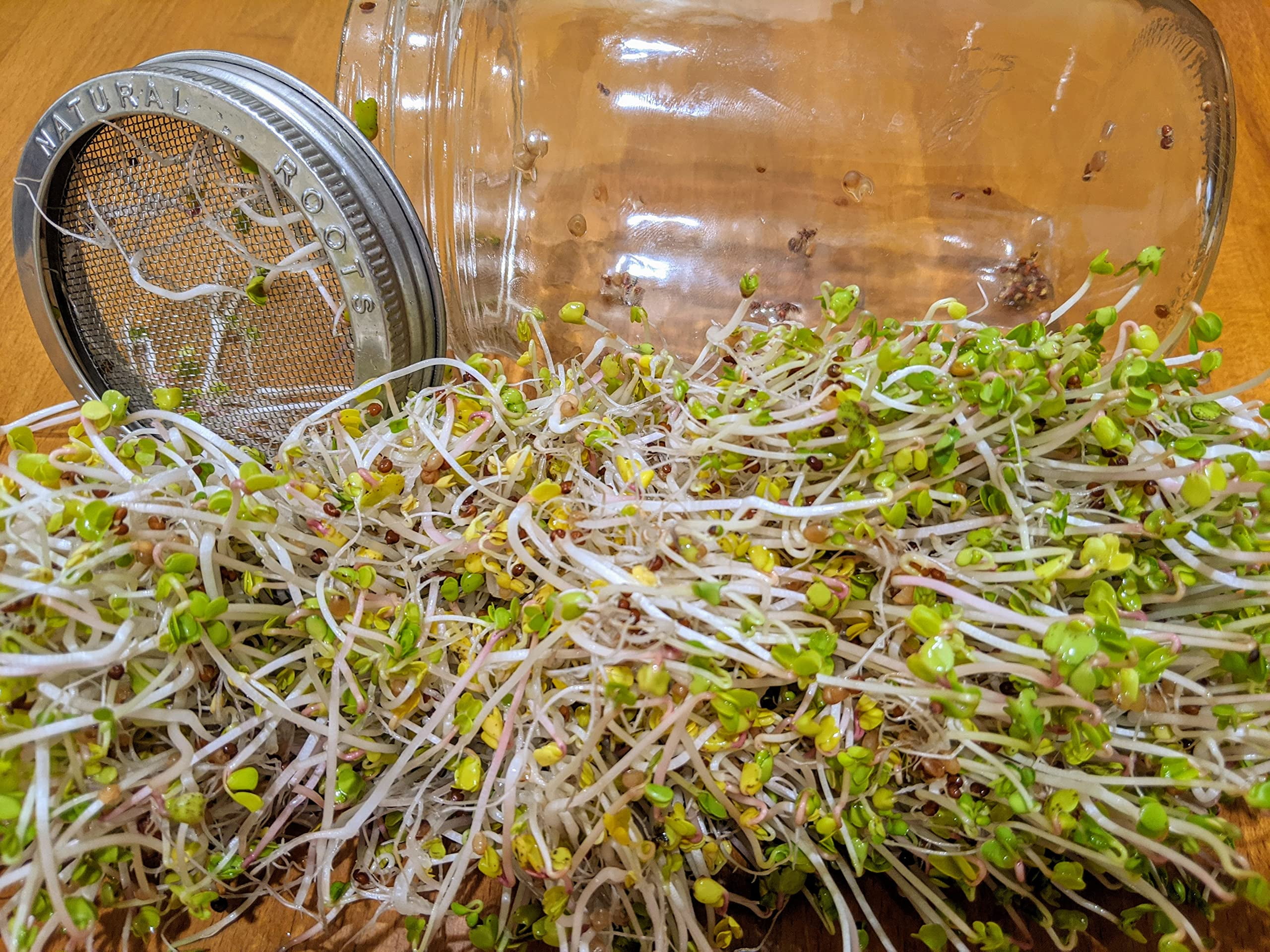 Sprouting Jar with AJH3 Variety Pack Sprouting Seeds Kit Non-GMO. Pack ...